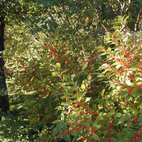 How to Get More Color in Your Autumn Landscape - Naturescapes