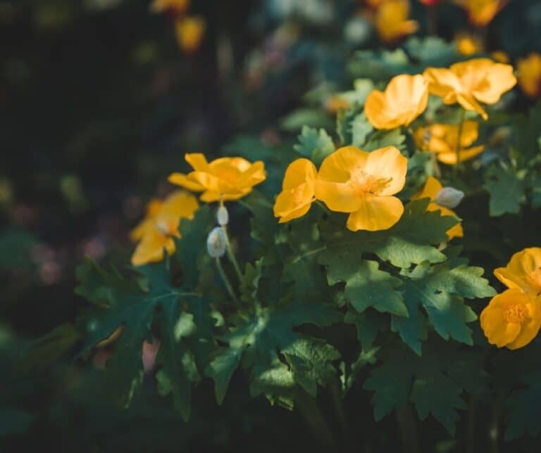 5 Perennials to Plant for Spring | Naturescapes Landscaping