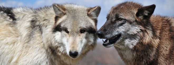 How Wolves Change Rivers - Naturescapes